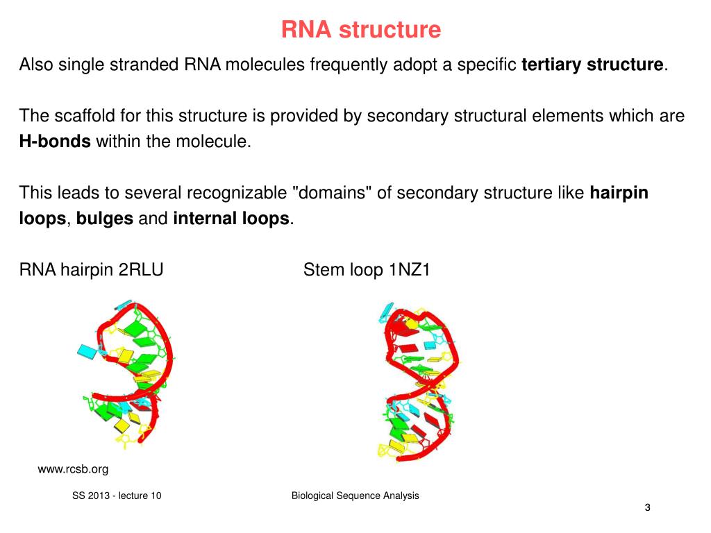 PPT - V10: microRNAs and cancer PowerPoint Presentation, free download ...