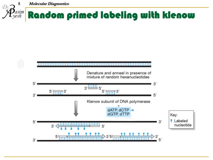 PPT - Analysis and Characterization of Nucleic Acids and Proteins ...