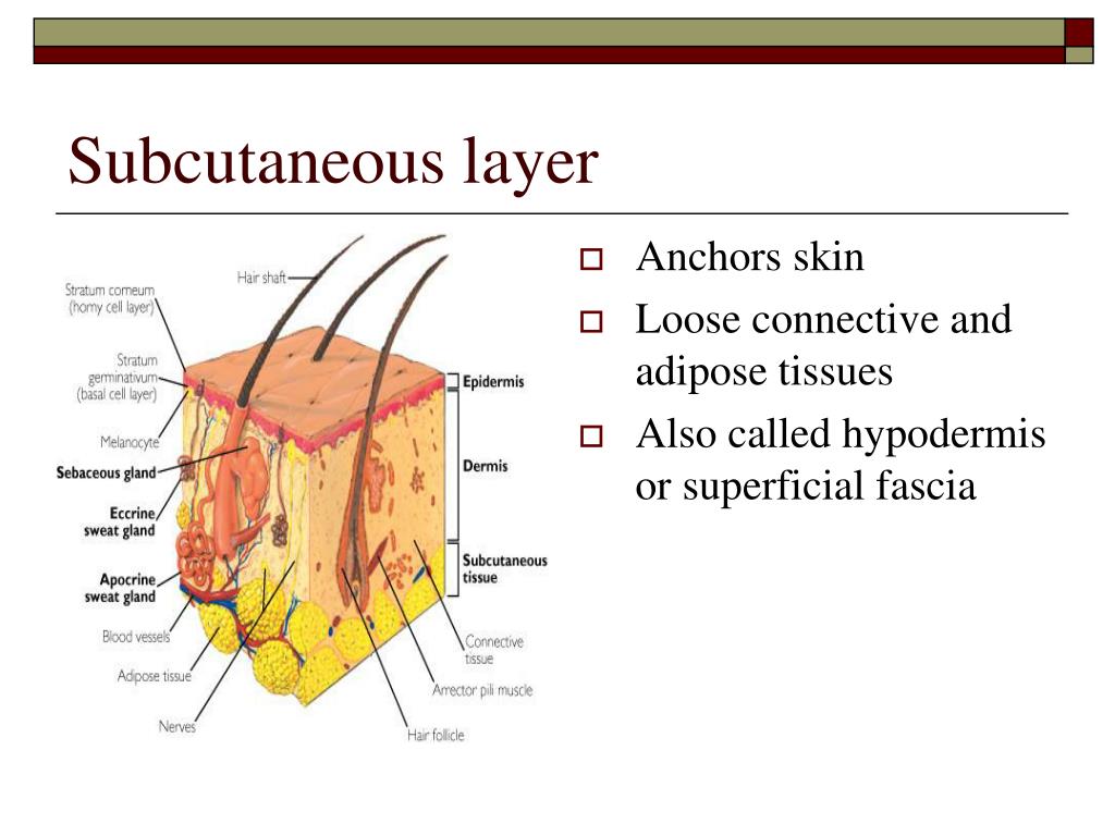 Subcutaneous Layer Diagram Subcutaneous Layer Diagram