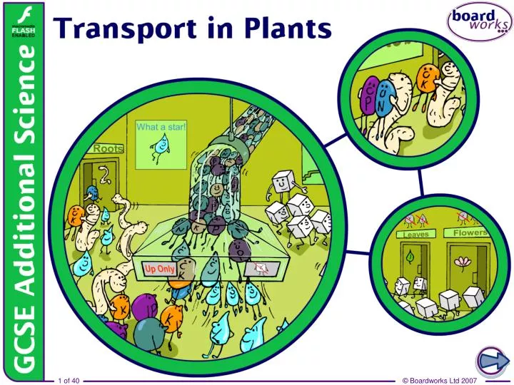 PPT - How do plants get what they need? PowerPoint Presentation, free ...