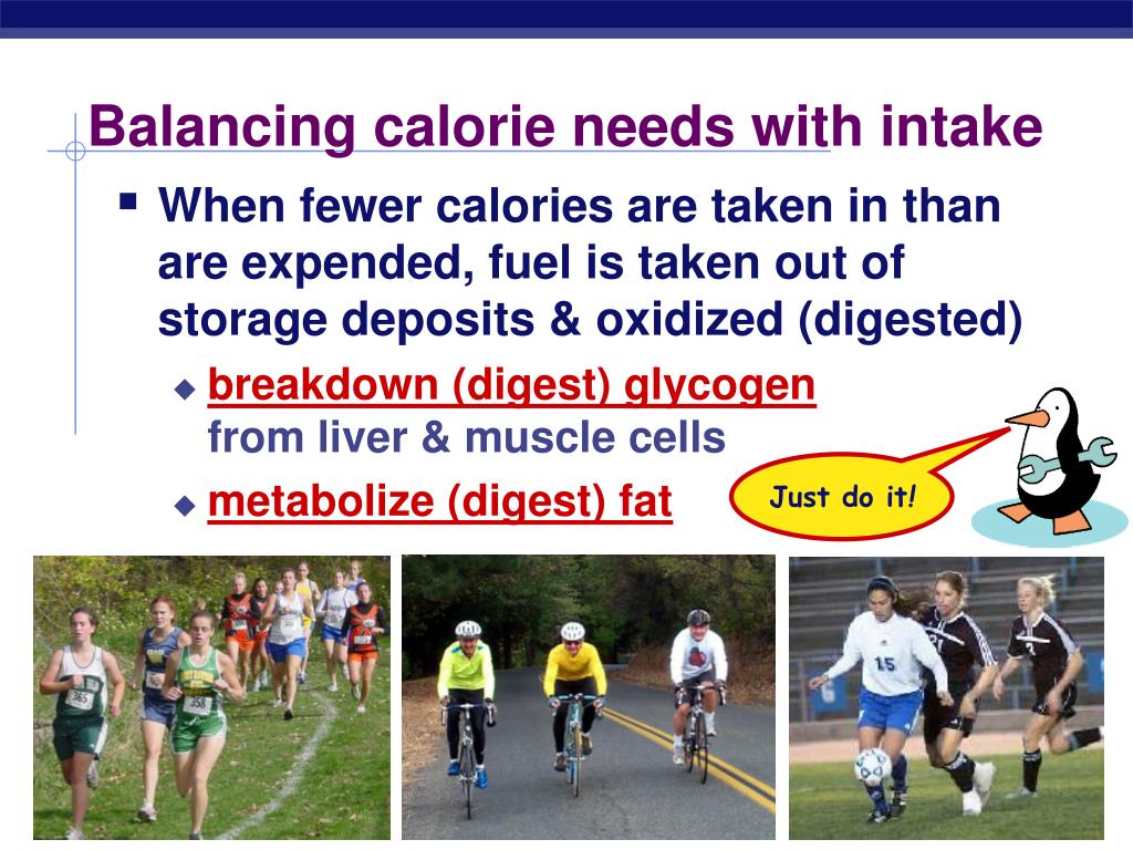 PPT - Animal Nutrition Variations, Adaptations & Regulation PowerPoint ...