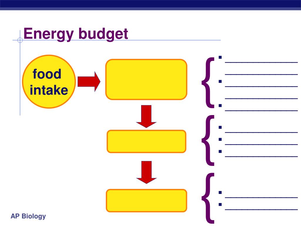 PPT - Animal Nutrition Variations, Adaptations & Regulation PowerPoint ...