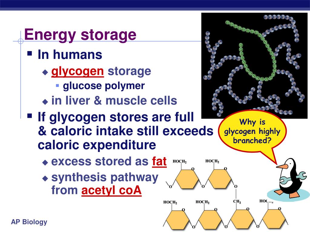 PPT - Animal Nutrition Variations, Adaptations & Regulation PowerPoint ...