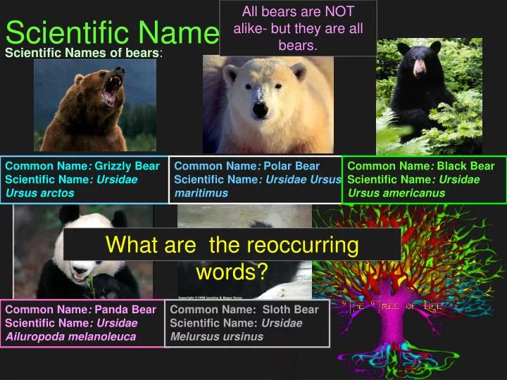 PPT - Scientific Names PowerPoint Presentation, free download - ID:3095209