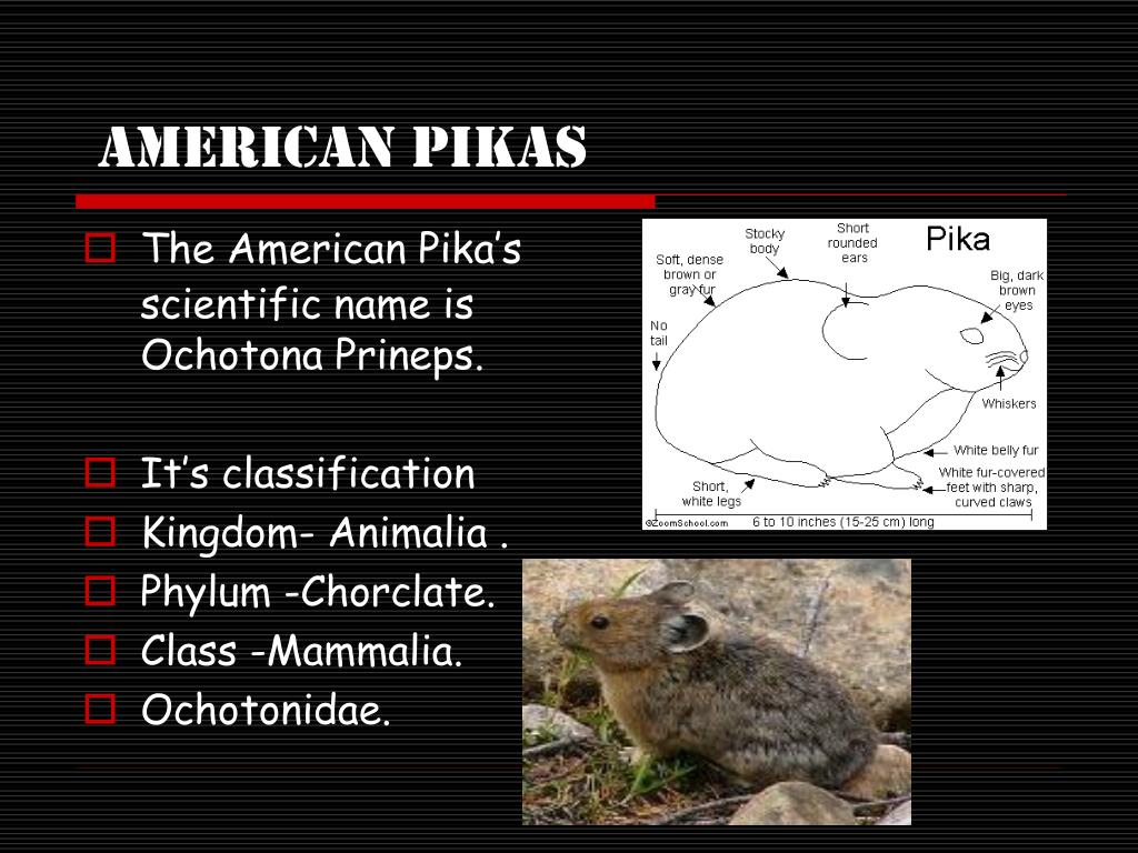 PPT - The amazing American PIKA! PowerPoint Presentation, free download ...