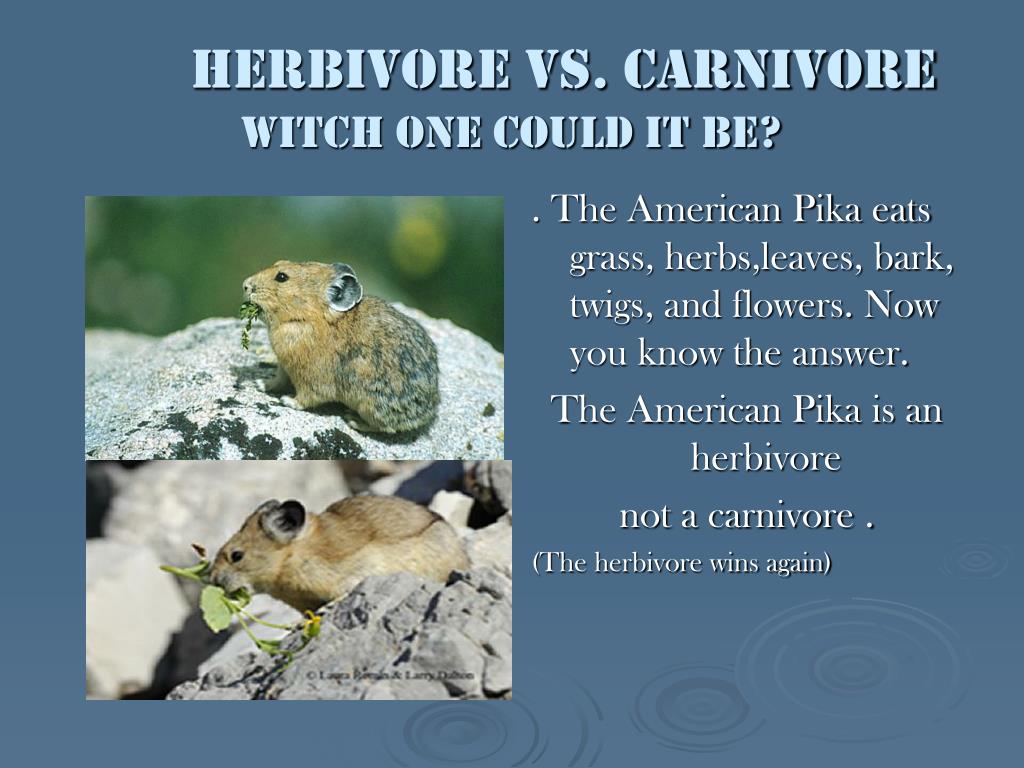 PPT - The amazing American PIKA! PowerPoint Presentation, free download ...