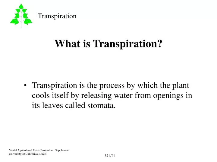 PPT - What is Transpiration? PowerPoint Presentation, free download ...