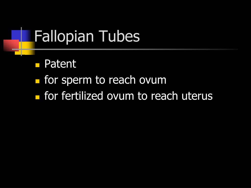 PPT - Women’s health Fertility and Infertility PowerPoint Presentation ...