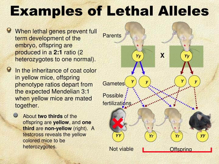 PPT - GENE INTERACTIONS PowerPoint Presentation - ID:3095832