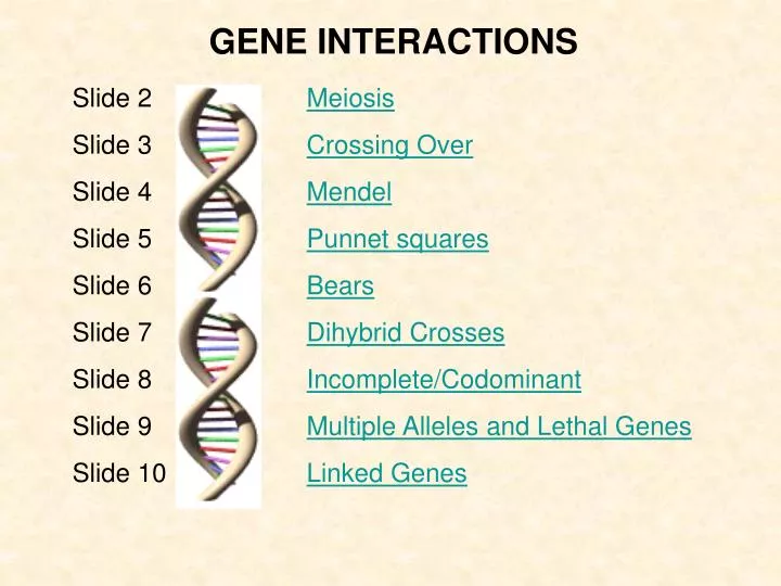 PPT - GENE INTERACTIONS PowerPoint Presentation, free download - ID:3095832