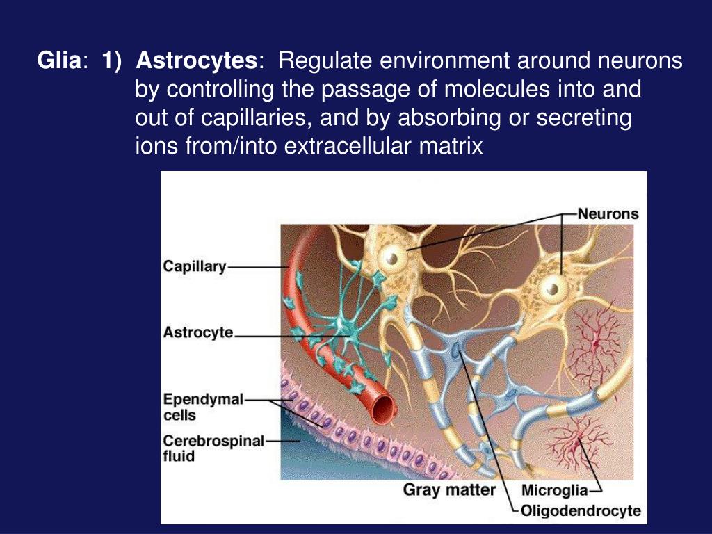 PPT - Biology 211 Anatomy & Physiology I PowerPoint Presentation - ID ...