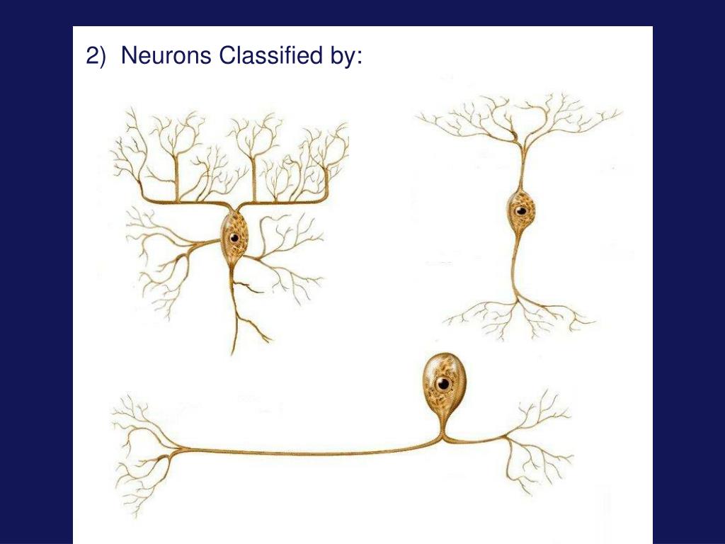 PPT - Biology 211 Anatomy & Physiology I PowerPoint Presentation - ID ...