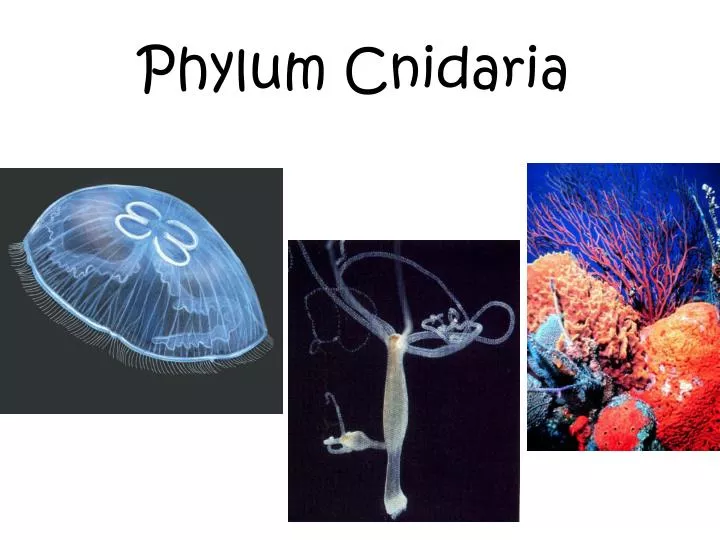 PPT - Phylum Cnidaria PowerPoint Presentation, free download - ID:3096207
