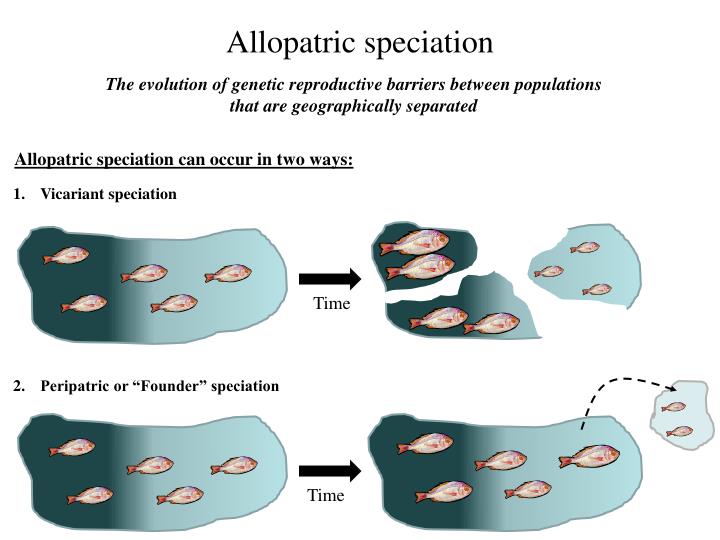Ppt Speciation Powerpoint Presentation Id 3096322