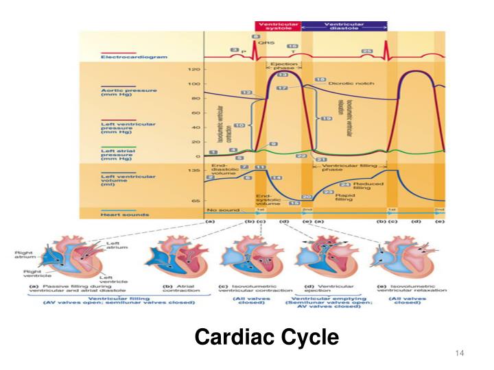PPT - CARDIAC CYCLE PowerPoint Presentation - ID:3096680