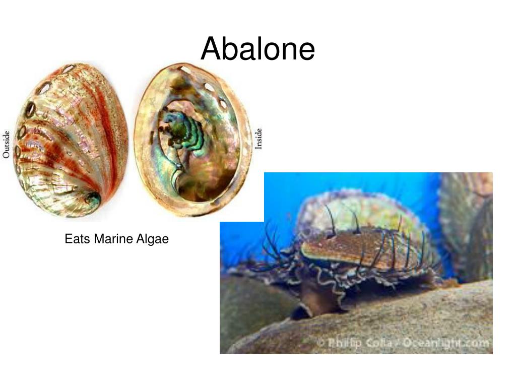 PPT - Marine Invertebrates Anatomy & Physiology Survey, pt. 1 ...