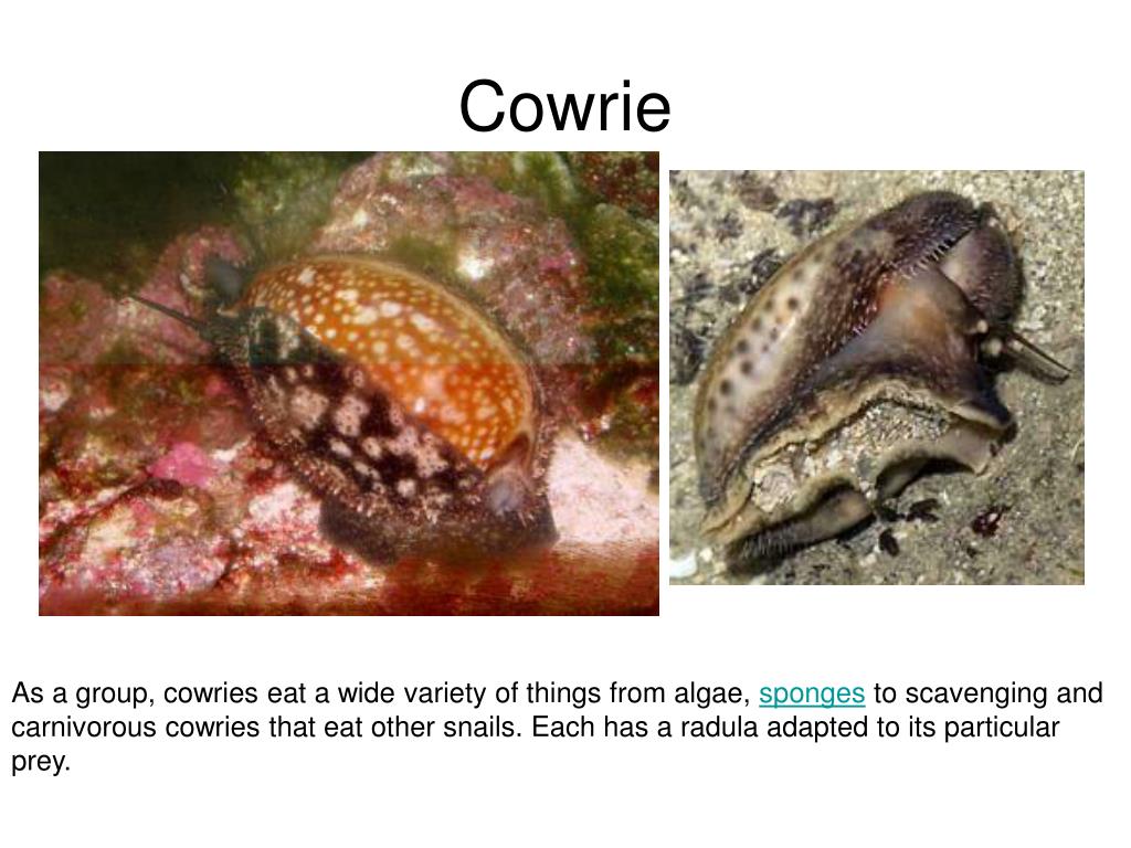 PPT - Marine Invertebrates Anatomy & Physiology Survey, pt. 1 ...