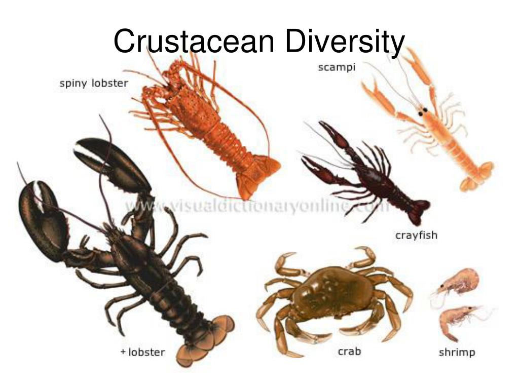 PPT - Marine Invertebrates Anatomy & Physiology Survey, pt. 1 ...