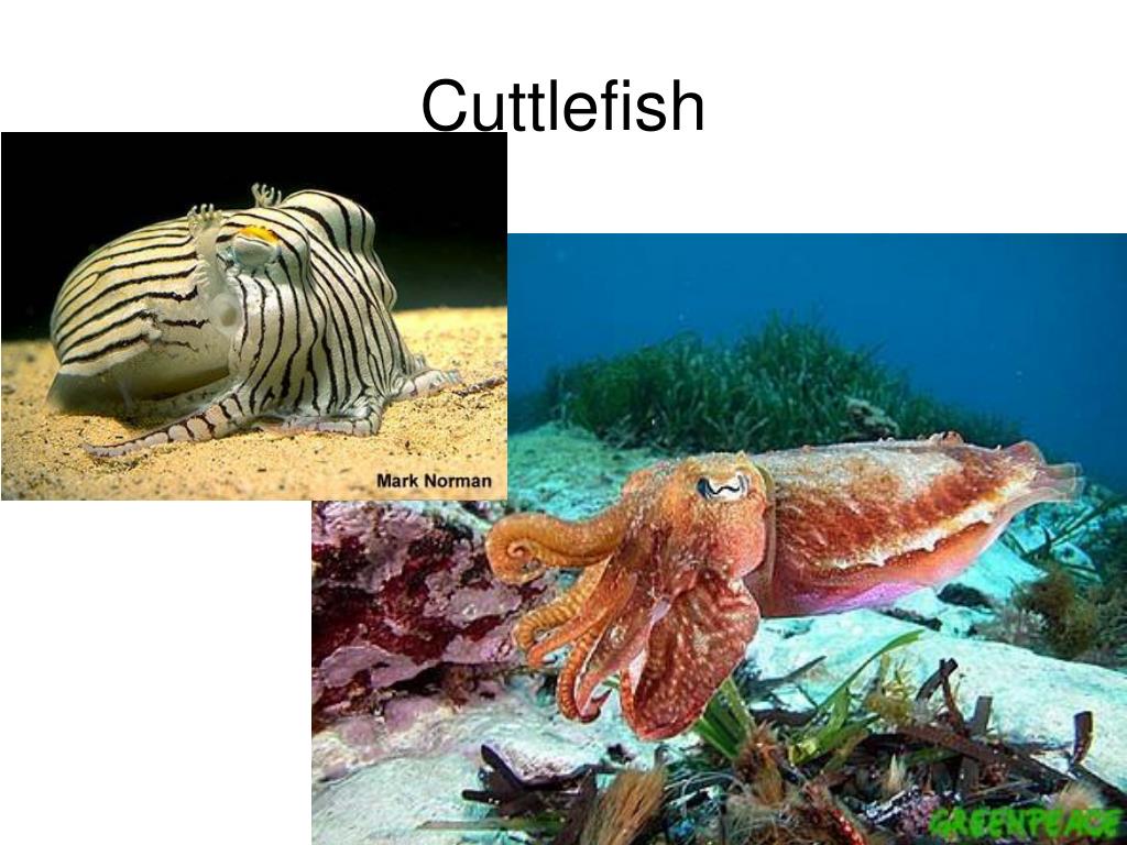 PPT - Marine Invertebrates Anatomy & Physiology Survey, pt. 1 ...