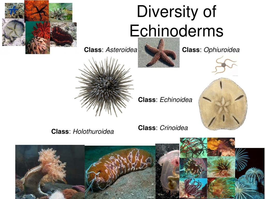 PPT - Marine Invertebrates Anatomy & Physiology Survey, pt. 1 ...