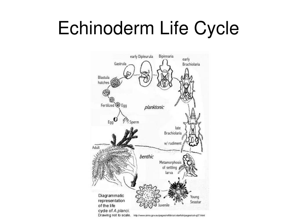 PPT - Marine Invertebrates Anatomy & Physiology Survey, pt. 1 ...