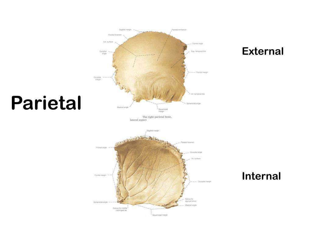 PPT - Biology 223 Human Anatomy for Biology Majors Week 8; Lecture 1 ...