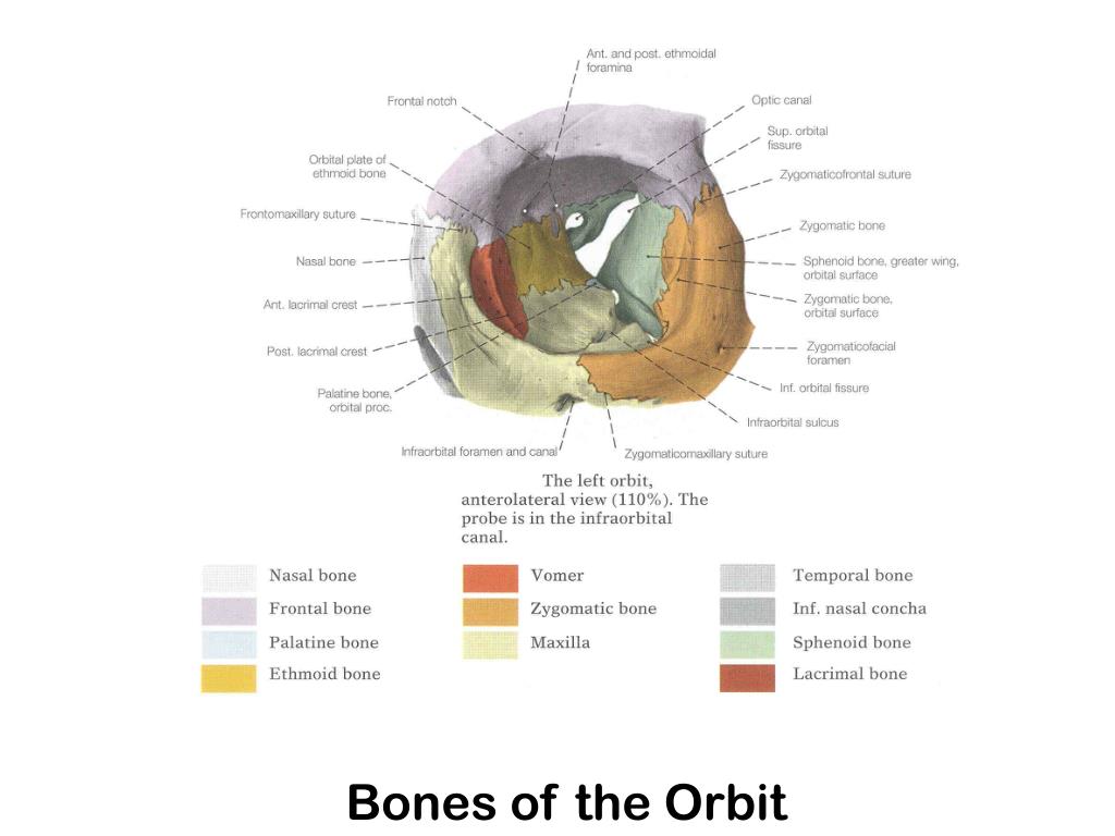 PPT - Biology 223 Human Anatomy for Biology Majors Week 8; Lecture 1 ...