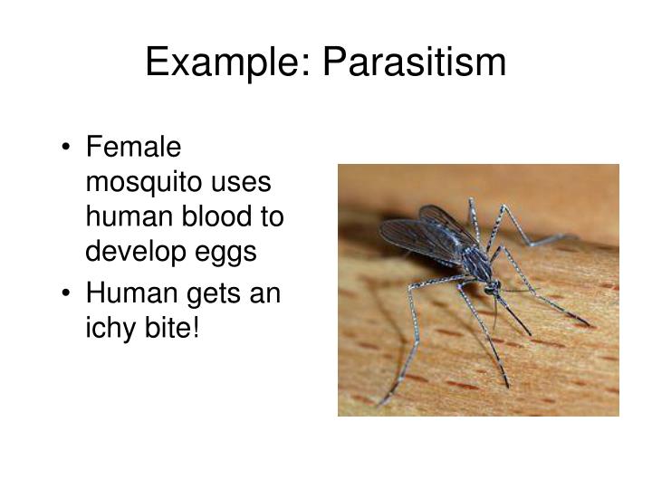 Examples Of Parasitism