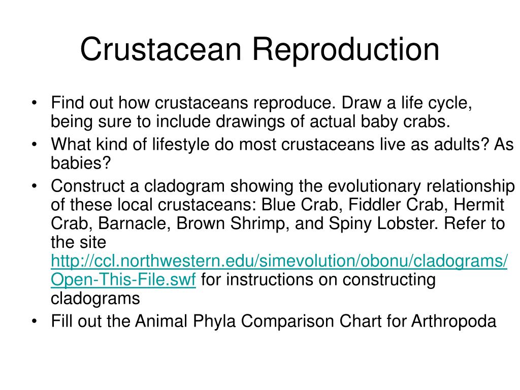 PPT - Marine Invertebrates Anatomy & Physiology Survey, pt. 1 ...