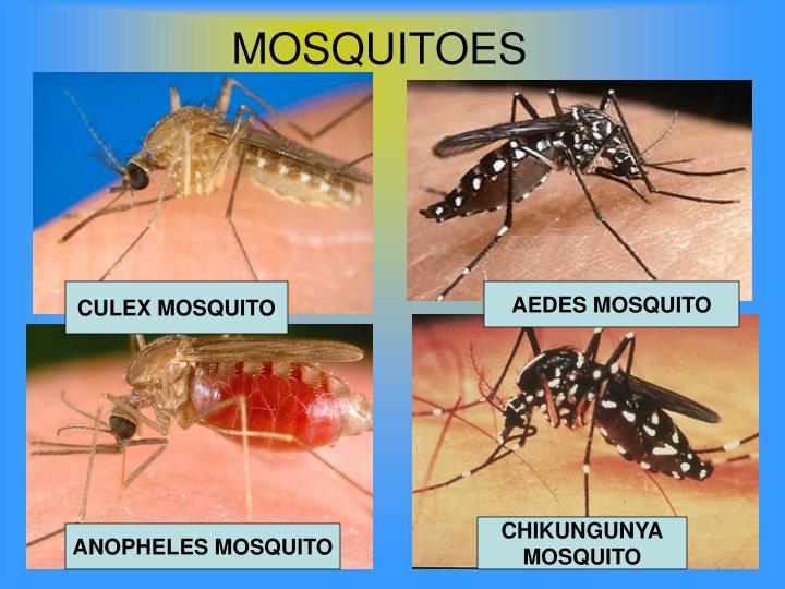 PPT - A TREAT FOR MOSQUITOES PowerPoint Presentation - ID:3098814