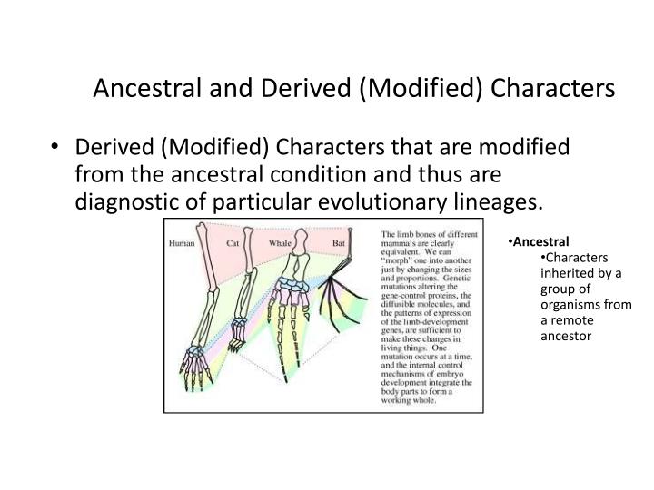 PPT - Intraspecific variation PowerPoint Presentation - ID:3099915