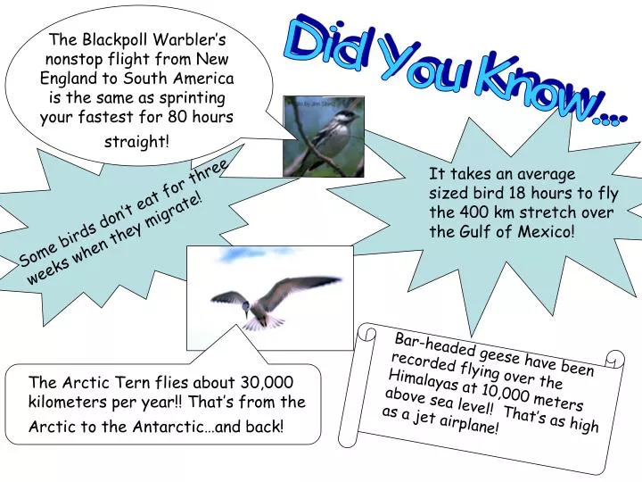 PPT - Did You Know... PowerPoint Presentation, free download - ID:3100542