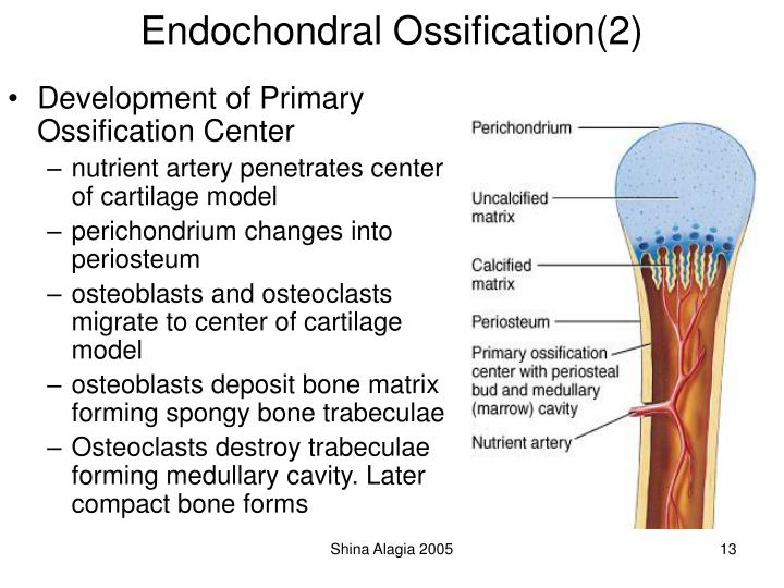 PPT - The Skeletal System:Bone Tissue PowerPoint Presentation - ID:3100943