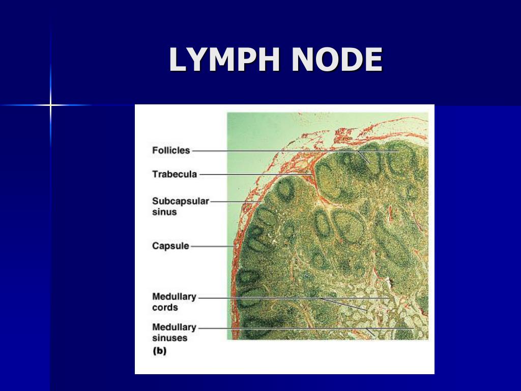 Ppt Lymphatic System Powerpoint Presentation Free Download Id 3101214