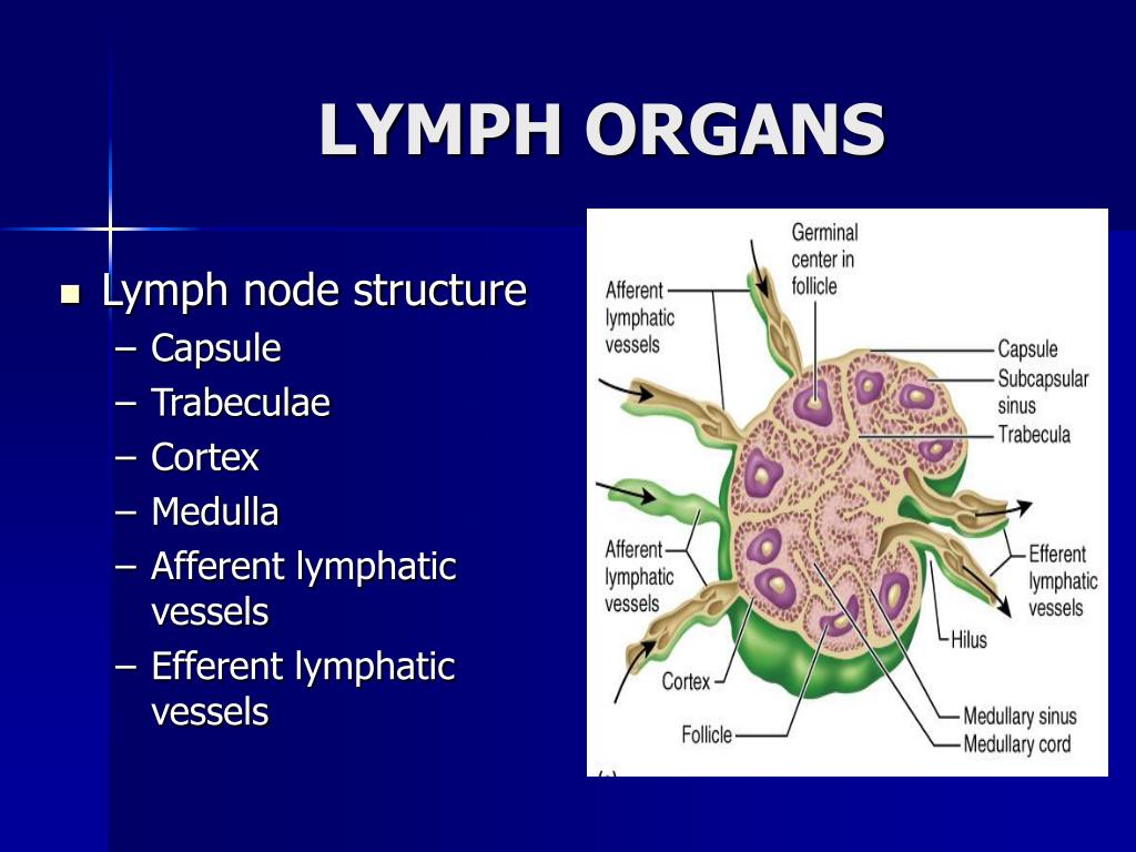 Ppt Lymphatic System Powerpoint Presentation Free Download Id 3101214