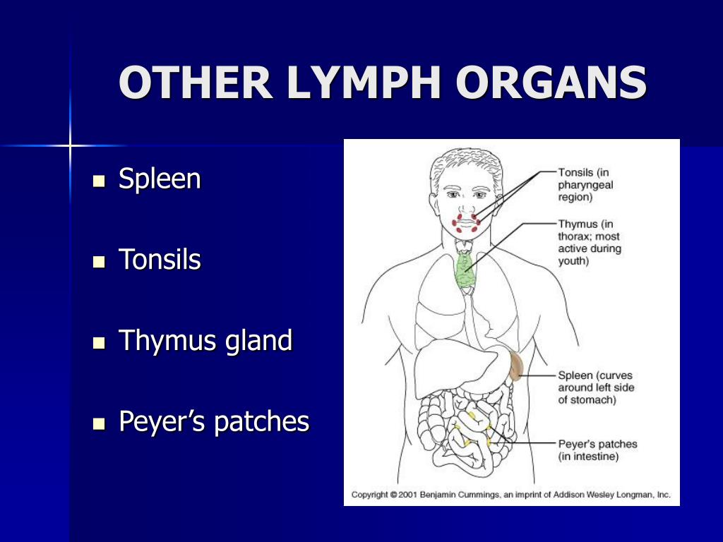 Ppt Lymphatic System Powerpoint Presentation Free Download Id 3101214