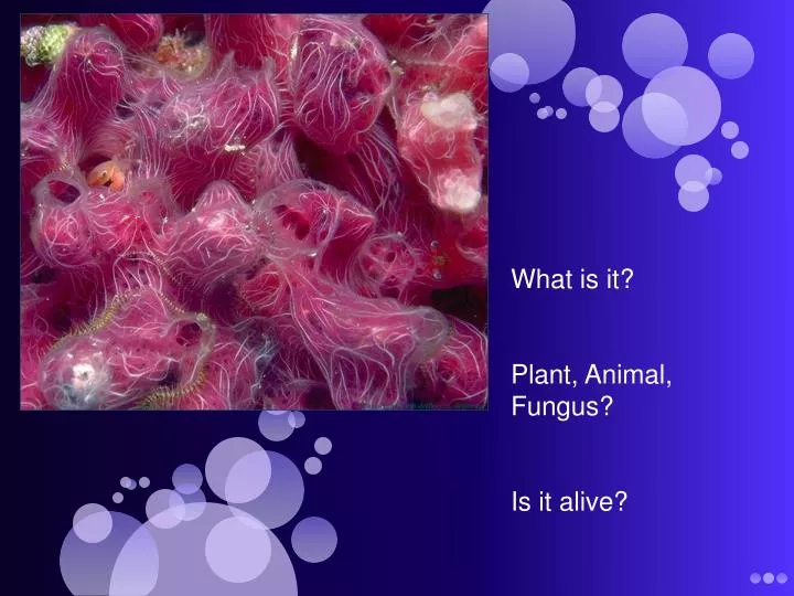 PPT - What is it? Plant, Animal, Fungus? Is it alive? PowerPoint ...