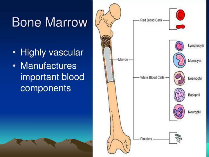 PPT - Assessing and Treating Musculoskeletal Injuries PowerPoint ...