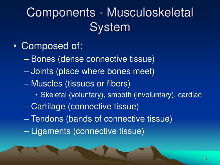 Components Of The Musculoskeletal System – VQTZLH