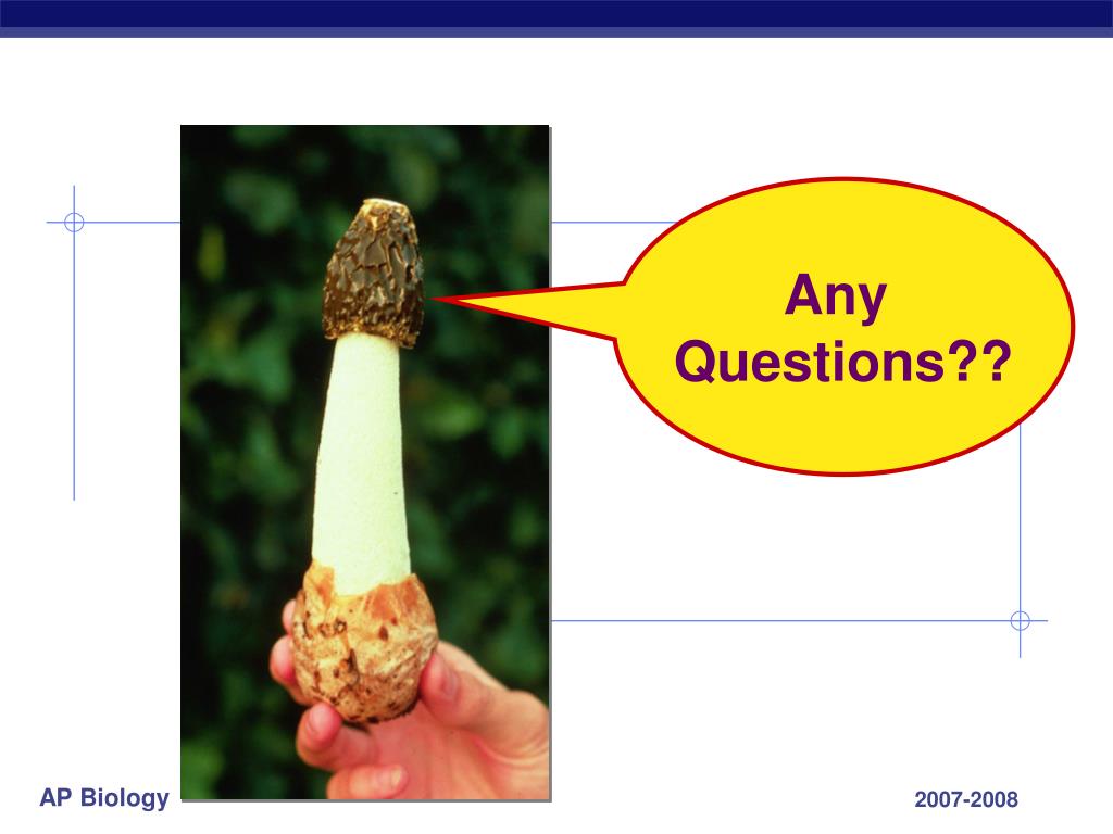 Ppt Kingdom Fungi Powerpoint Presentation Free Download Id3101600