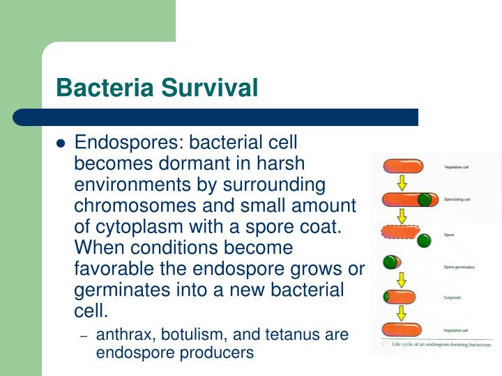 PPT - Bacteria PowerPoint Presentation - ID:3101722