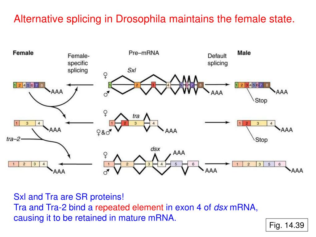 Ppt Discovery Of Alternative Splicing Powerpoint Presentation Free