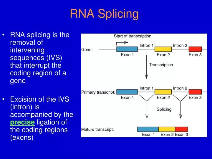 PPT - RNA Splicing PowerPoint Presentation, free download - ID:3101737