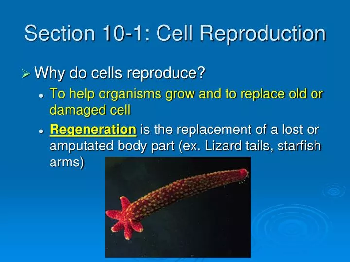 PPT - Section 10-1: Cell Reproduction PowerPoint Presentation, free ...