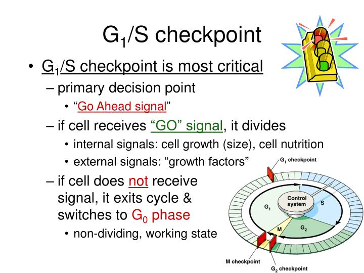 PPT - The Cell Cycle: Cell Growth, Cell Division PowerPoint ...