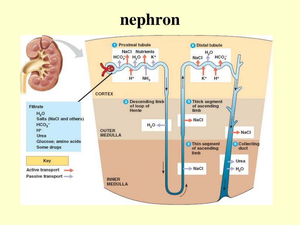 PPT - Human Anatomy and Physiology PowerPoint Presentation, free ...