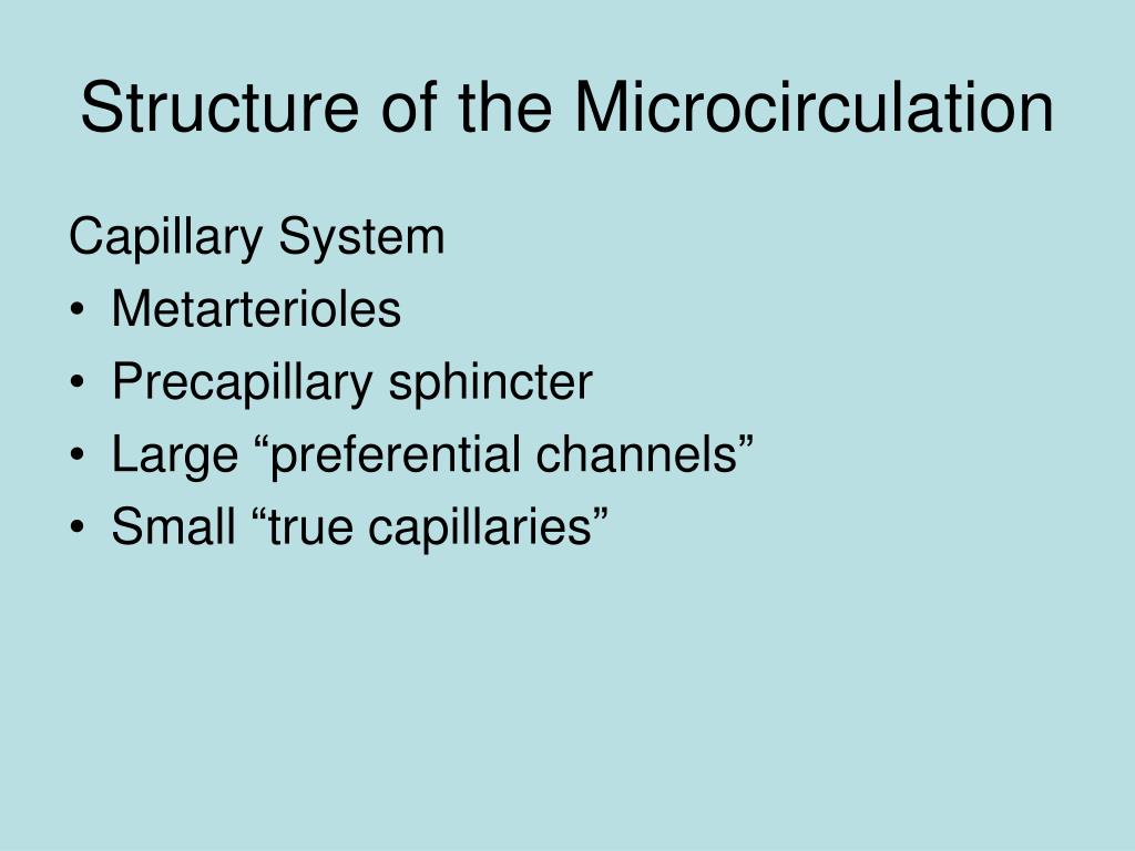 Ppt The Microcirculation And Lymphatic System Powerpoint Presentation