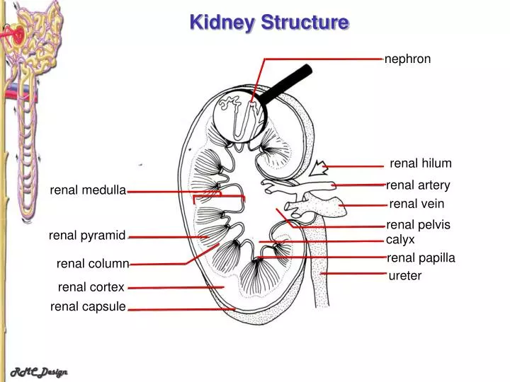 PPT - Kidney Structure PowerPoint Presentation, free download - ID:3101997