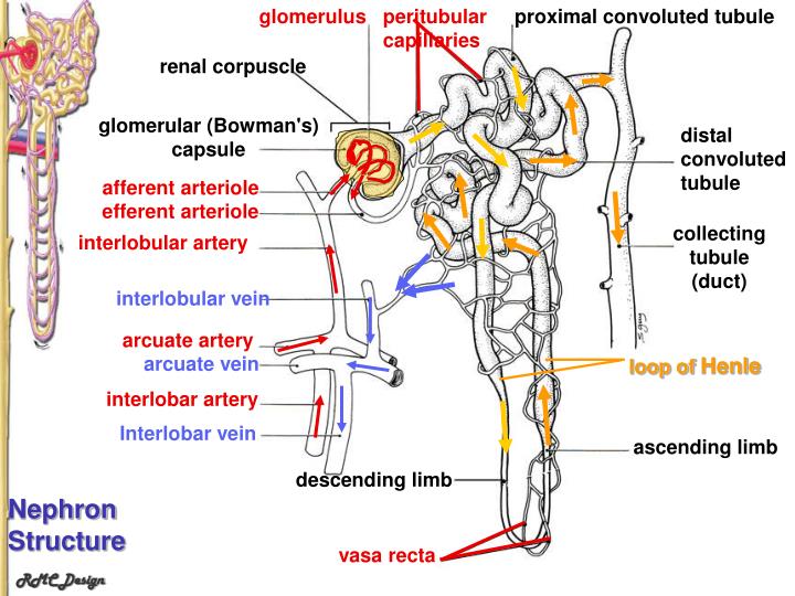 PPT - Kidney Structure PowerPoint Presentation - ID:3101997