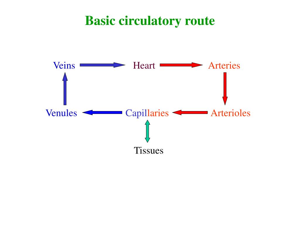 PPT - Chapter 21 The Cardiovascular System: Blood Vessels and ...